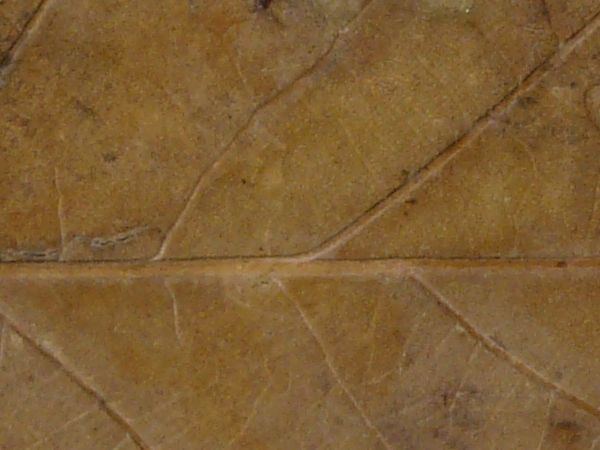 texture 0020 - Texturelib